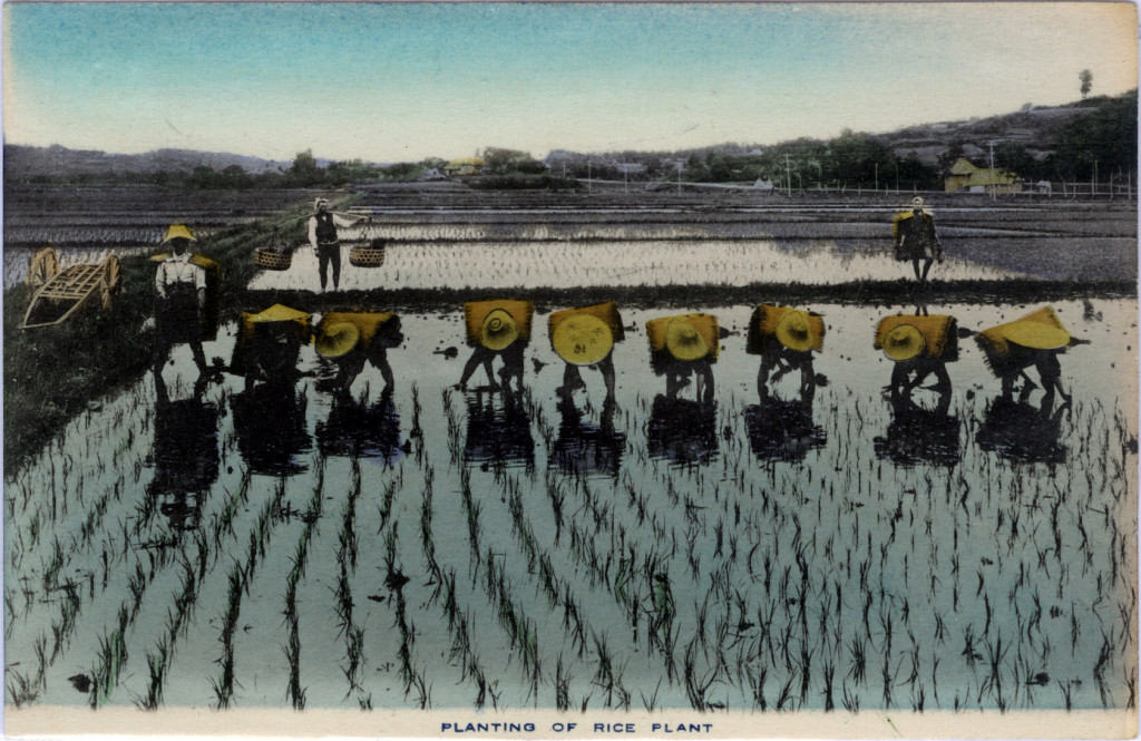 Rice farming, c. 1920. | Old Tokyo